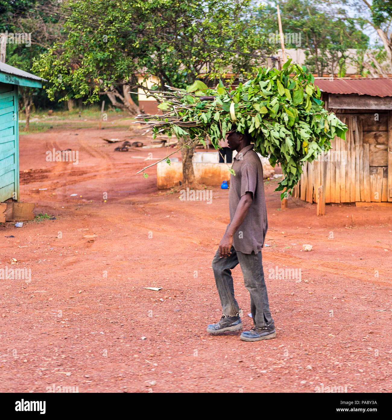 ACCRA, GHANA - MARCH 5, 2012: Unidentified Ghanaian man carries tree ...