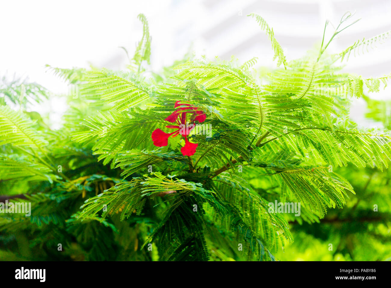 close-up of beautiful subtropical Illawarra flame tree plant shot in ...