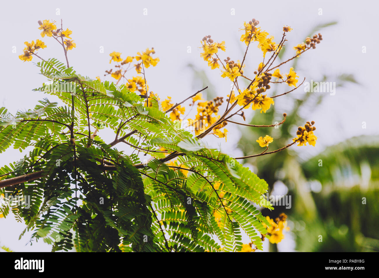 Queensland flame tree hi-res stock photography and images - Alamy