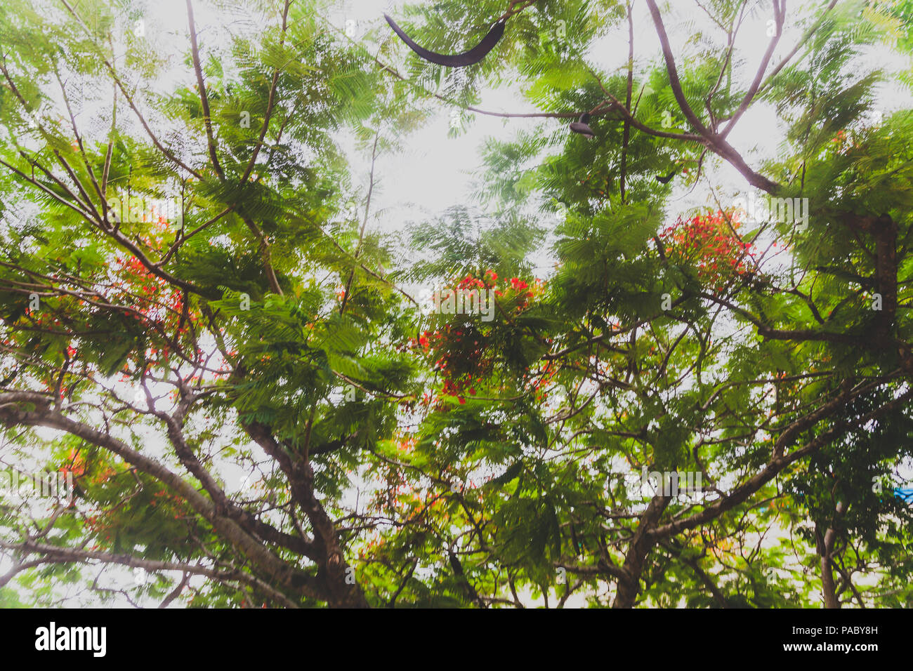 close-up of beautiful subtropical Illawarra flame tree plant shot in ...