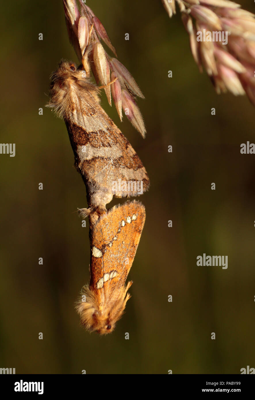 Common Swift Moths matng Stock Photo - Alamy