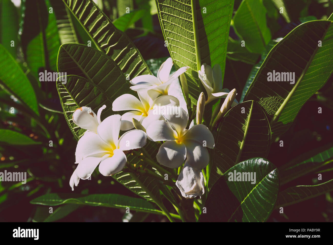 Australia Frangipani Tree High Resolution Stock Photography and Images ...
