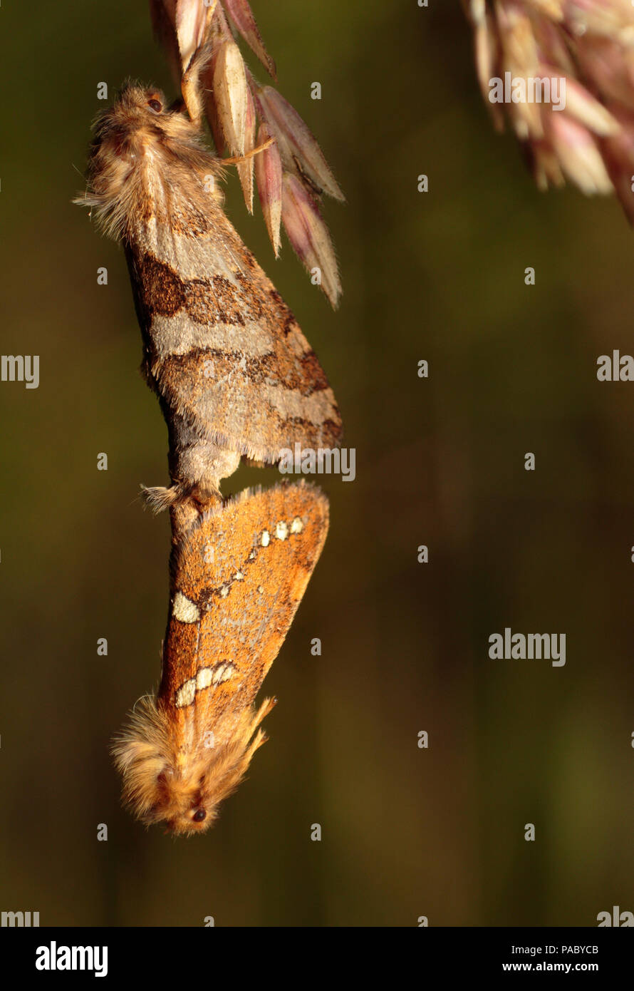 Moths eyes hi-res stock photography and images - Alamy