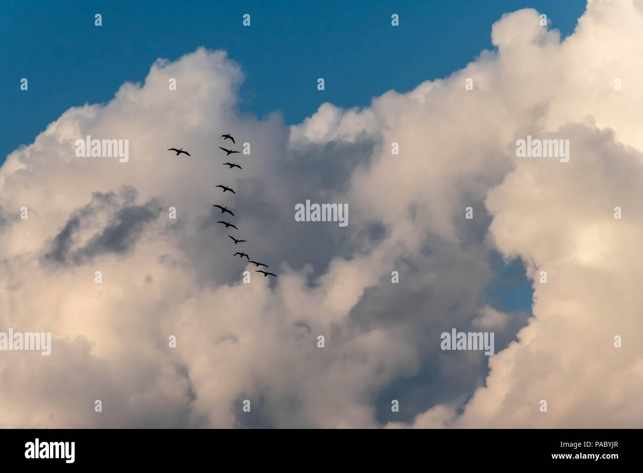 Birds flying in shape hi-res stock photography and images - Alamy