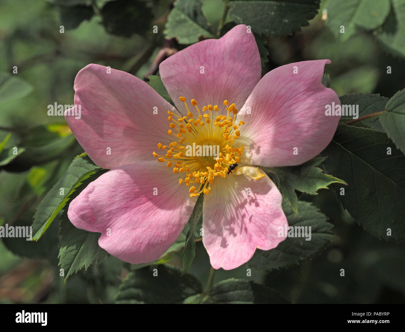 flower with pink petals and yellow stamens of Dog Rose (Rosa canina) at ...