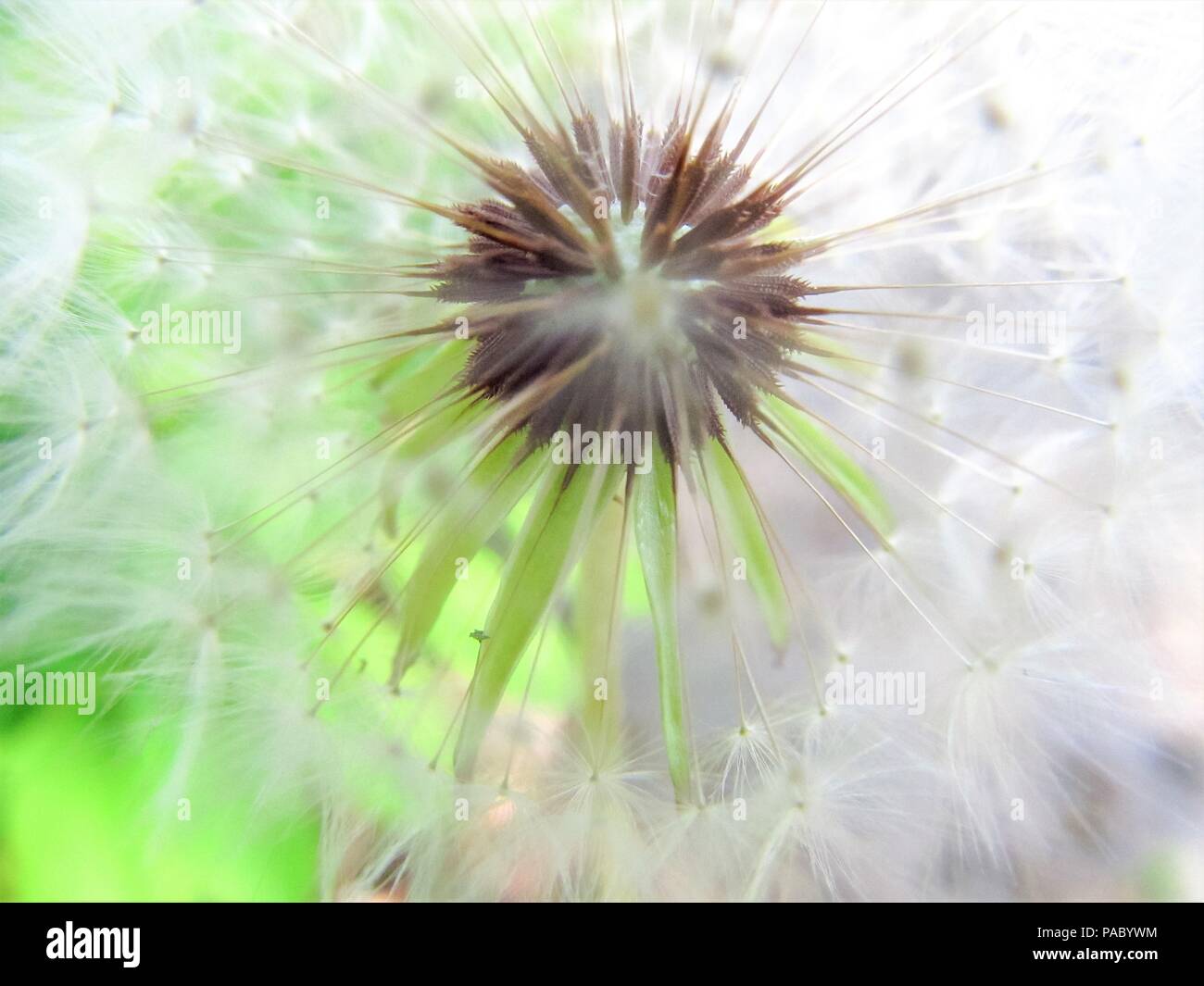 spring dandelion fuzz swelled drops Stock Photo - Alamy