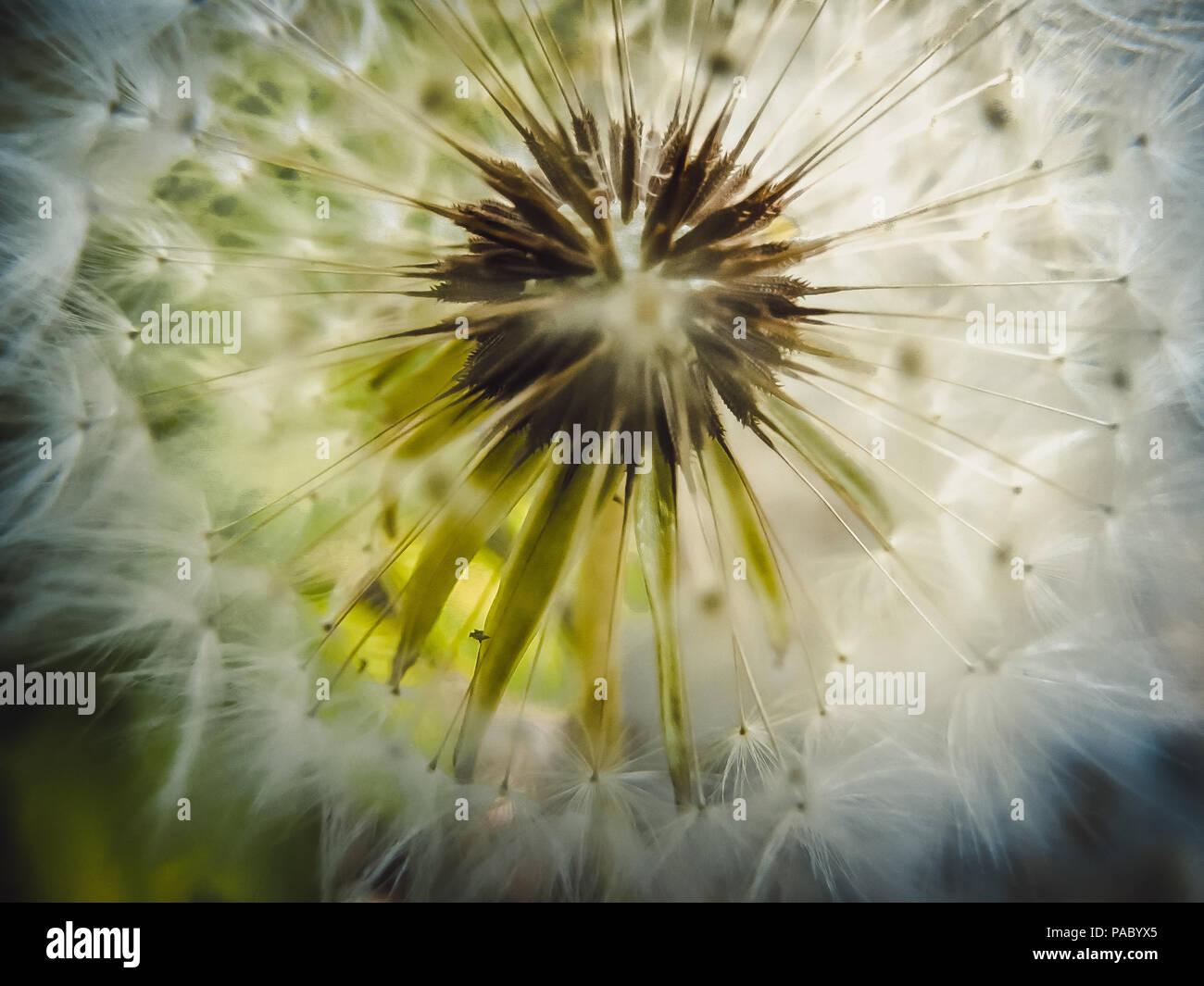 head dandelion and view inside a dandelion on a green background ...