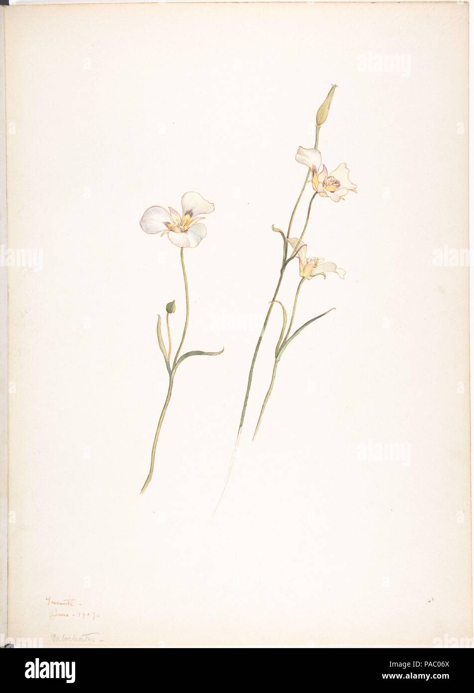 Sego Lilies, Chalocortus nutallii. Artist: Margaret Neilson Armstrong ...