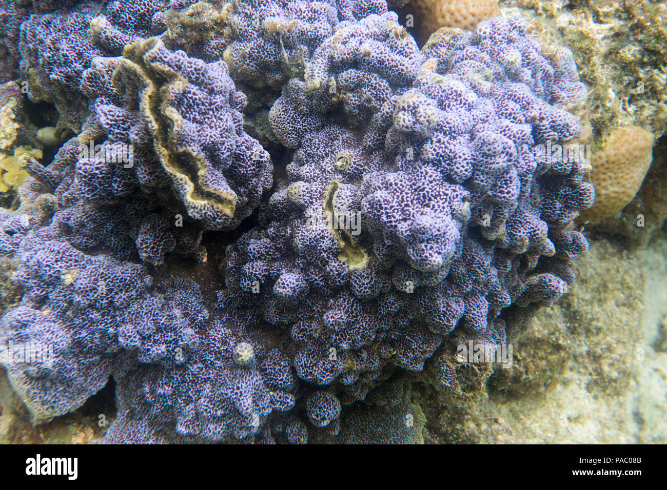 Blue encrusting coral in Togian island, Indonesia Stock Photo - Alamy