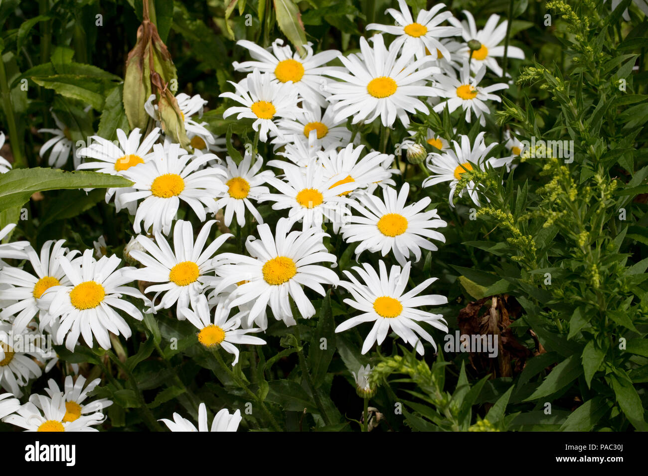 Michaelmas daisy hi-res stock photography and images - Alamy