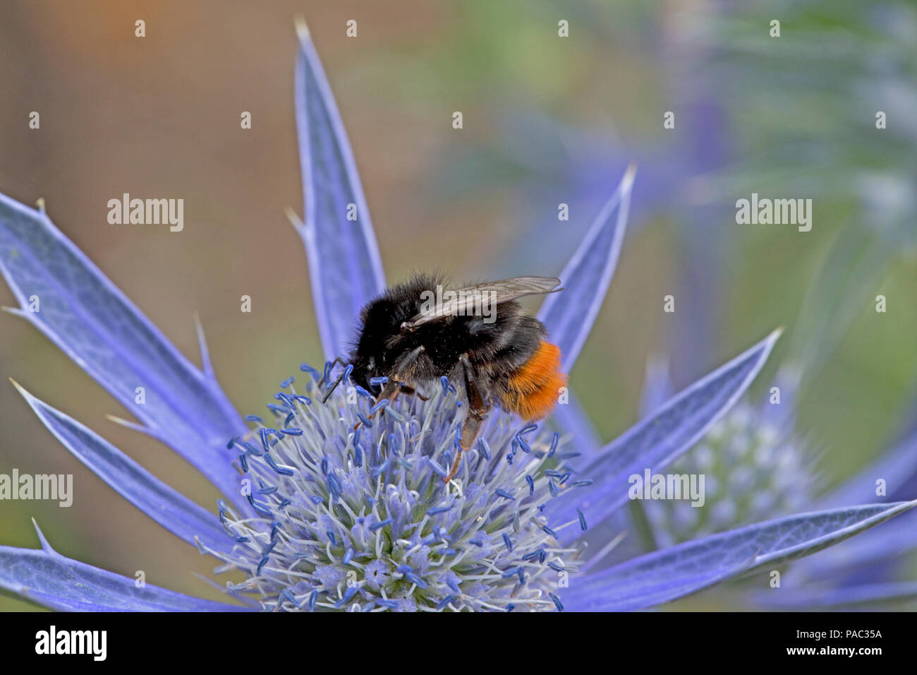 Red tailed bumble bee hi-res stock photography and images - Alamy