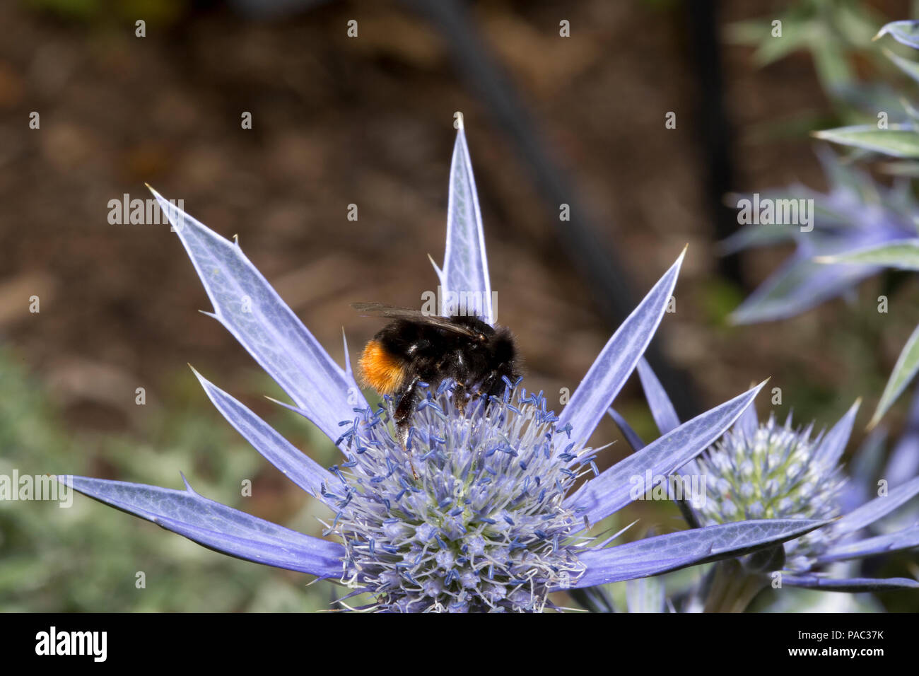 Red-tailed bumble bee Bombus spp on Eryngium flower Dumfries and ...