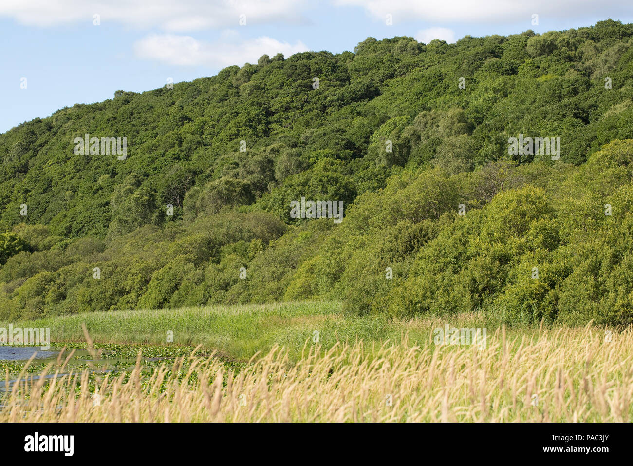 Wood of Cree RSPB Nature Reserve Newton Stewart Dumfries and Galloway ...