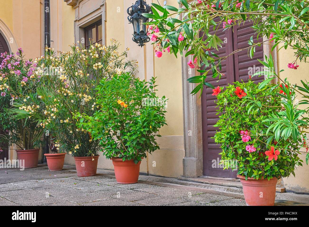 Little garden and historic architecture. Garden style. Flowers in ...