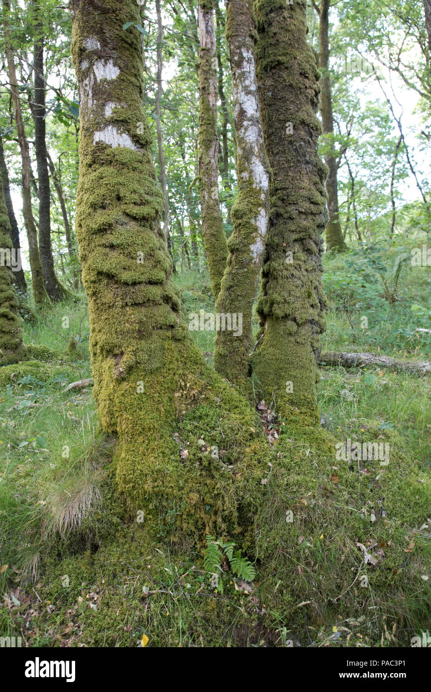 Moss at the base of trees hi-res stock photography and images - Alamy