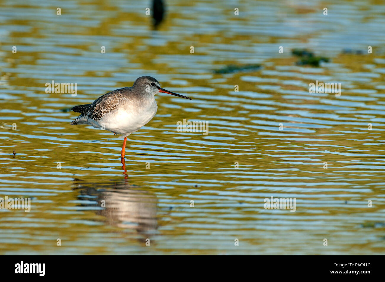 Spotted redshank (Tringa erythropus), Adult non-breeding Chevalier ...