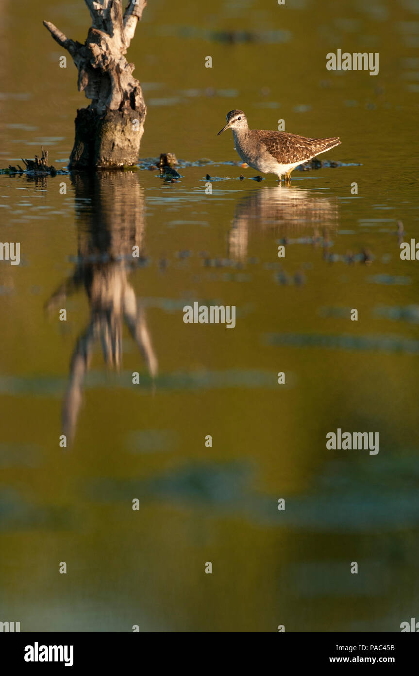 Wood Sandpiper (Tringa glaerola) Chevalier sylvain Stock Photo - Alamy
