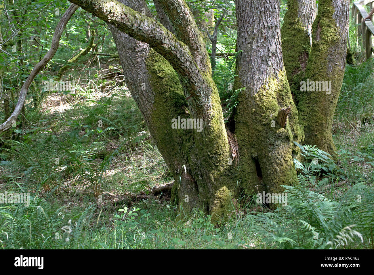 Oak trees hi-res stock photography and images - Alamy