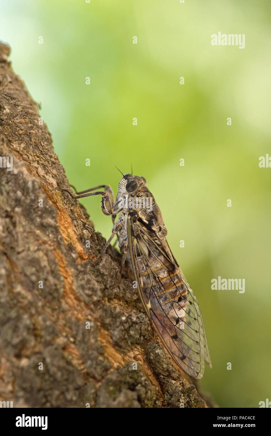 Cigale grise - Cigale de l'orne - Cigale du frêne - Cicada - Gard ...
