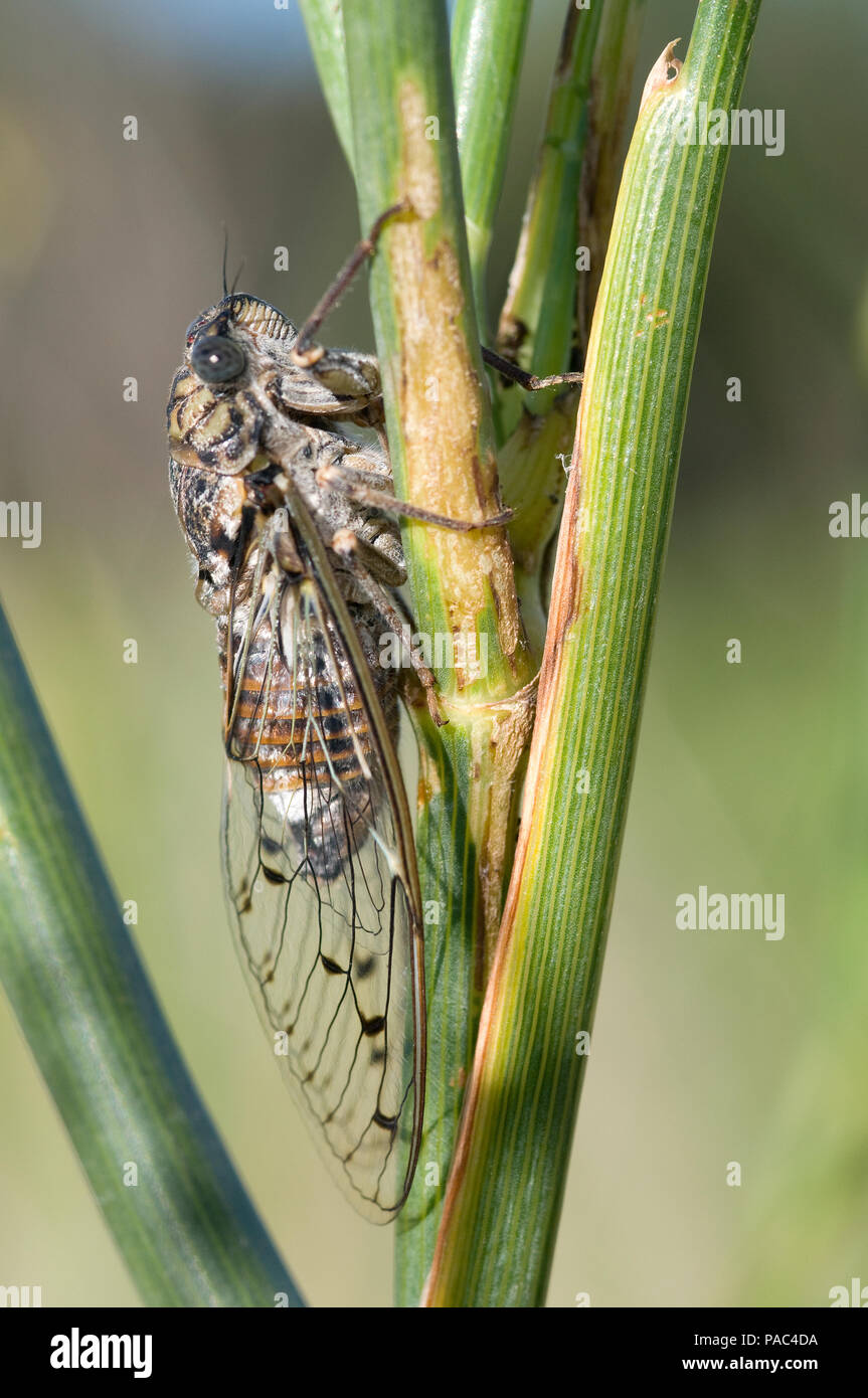 Cigale grise - Cigale de l'orne - Cigale du frene - Cicada - Cicada ...