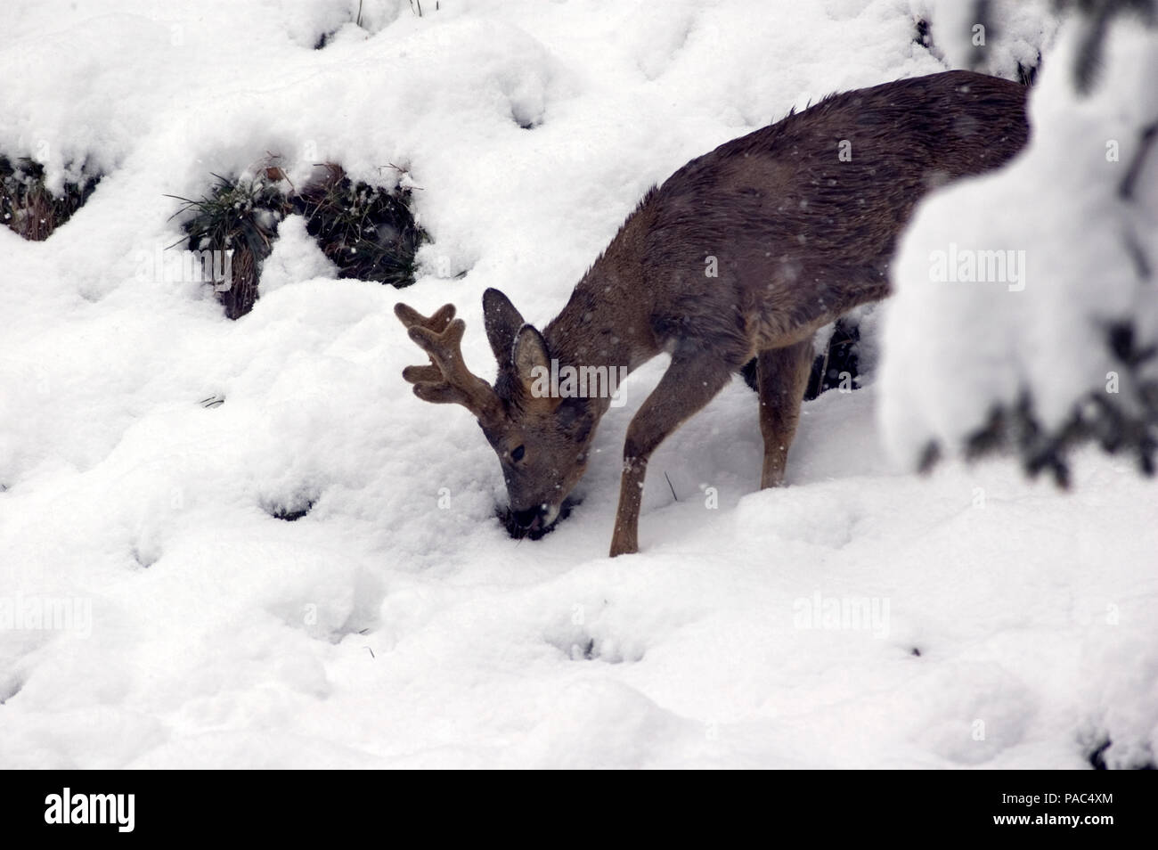 Roe Deer - Winter - In velvet - Portrait - Chevreuil - Hiver - En ...