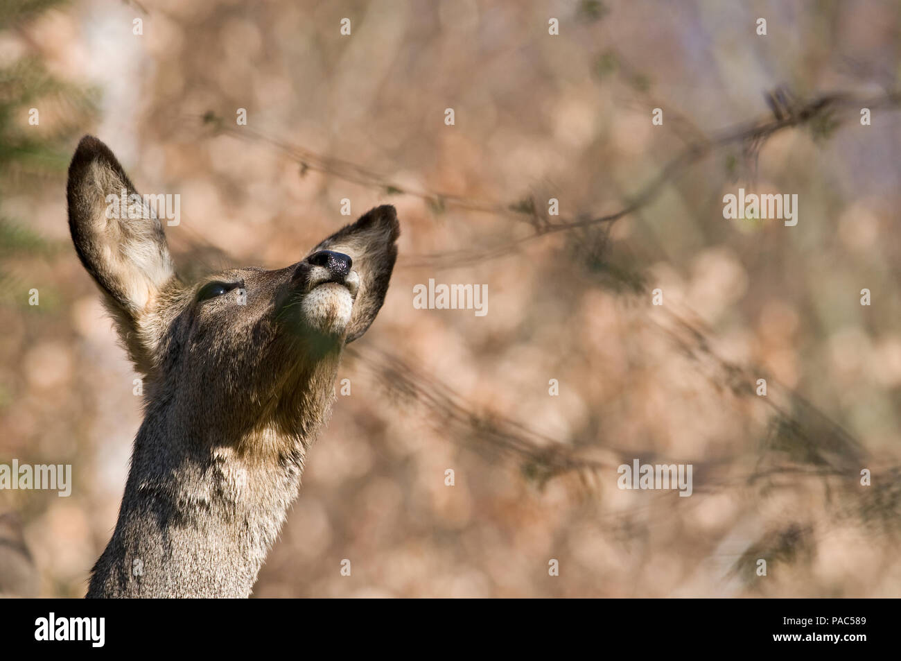 Chevreuil chevreuil hi-res stock photography and images - Alamy