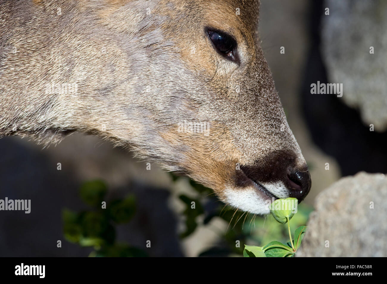 Chevreuil hi-res stock photography and images - Alamy