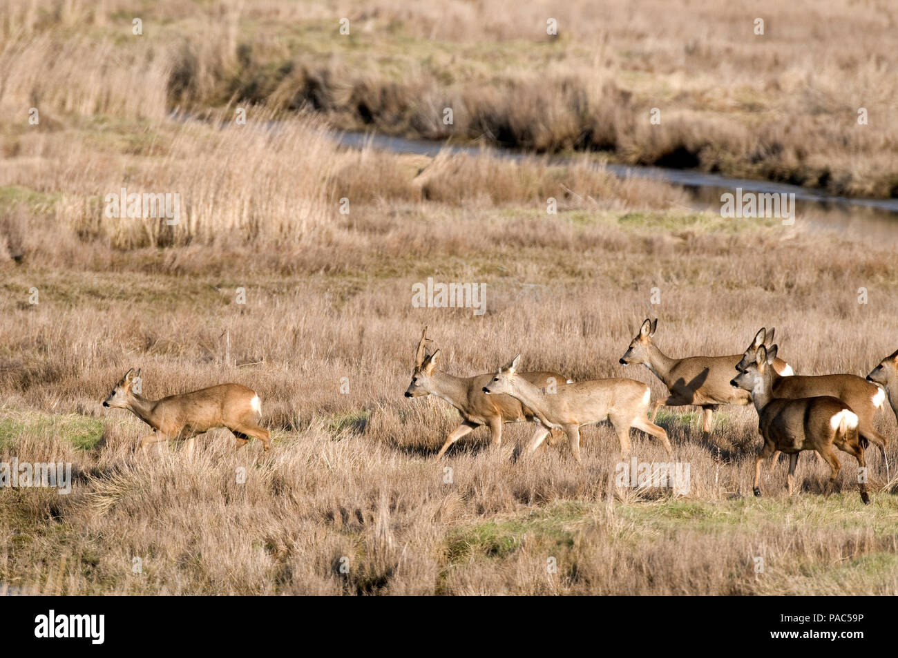 Chevreuil hi-res stock photography and images - Alamy