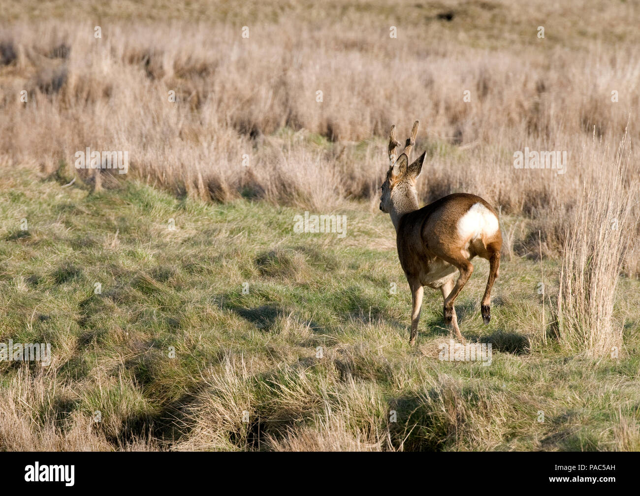 Chevreuil hi-res stock photography and images - Alamy