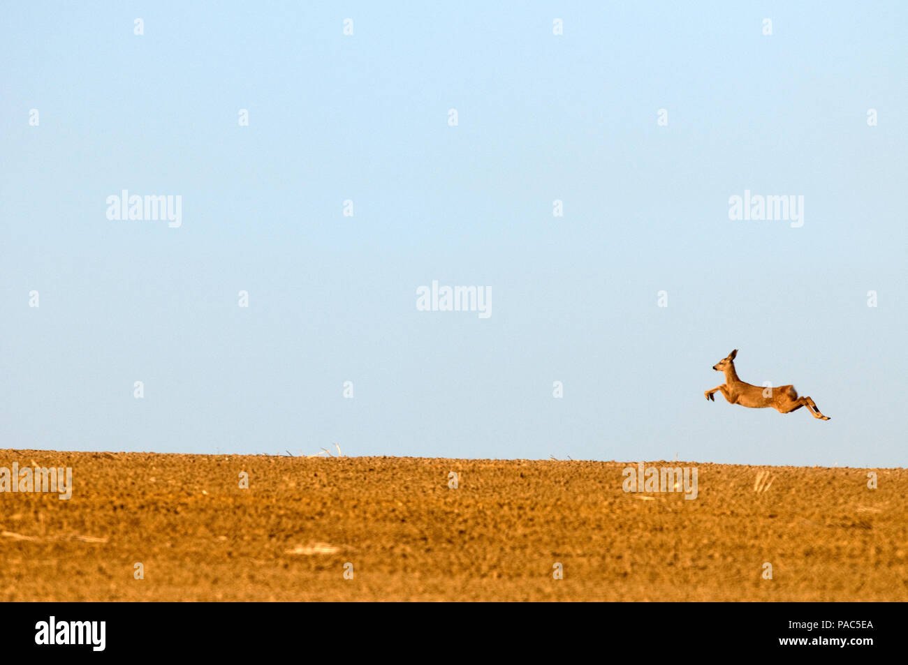 Chevreuil - saut - Roe Deer - jump - Capreolus capreolus Stock Photo ...