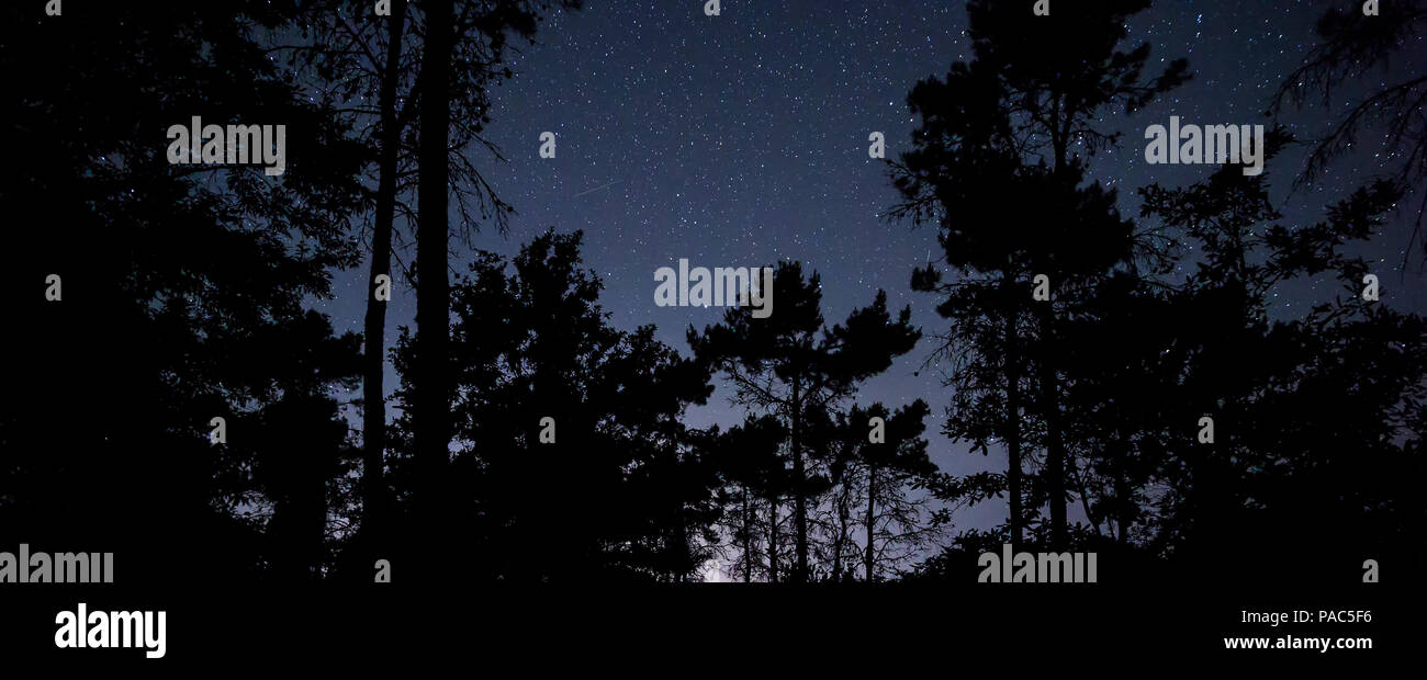 Stars over night forest Stock Photo - Alamy