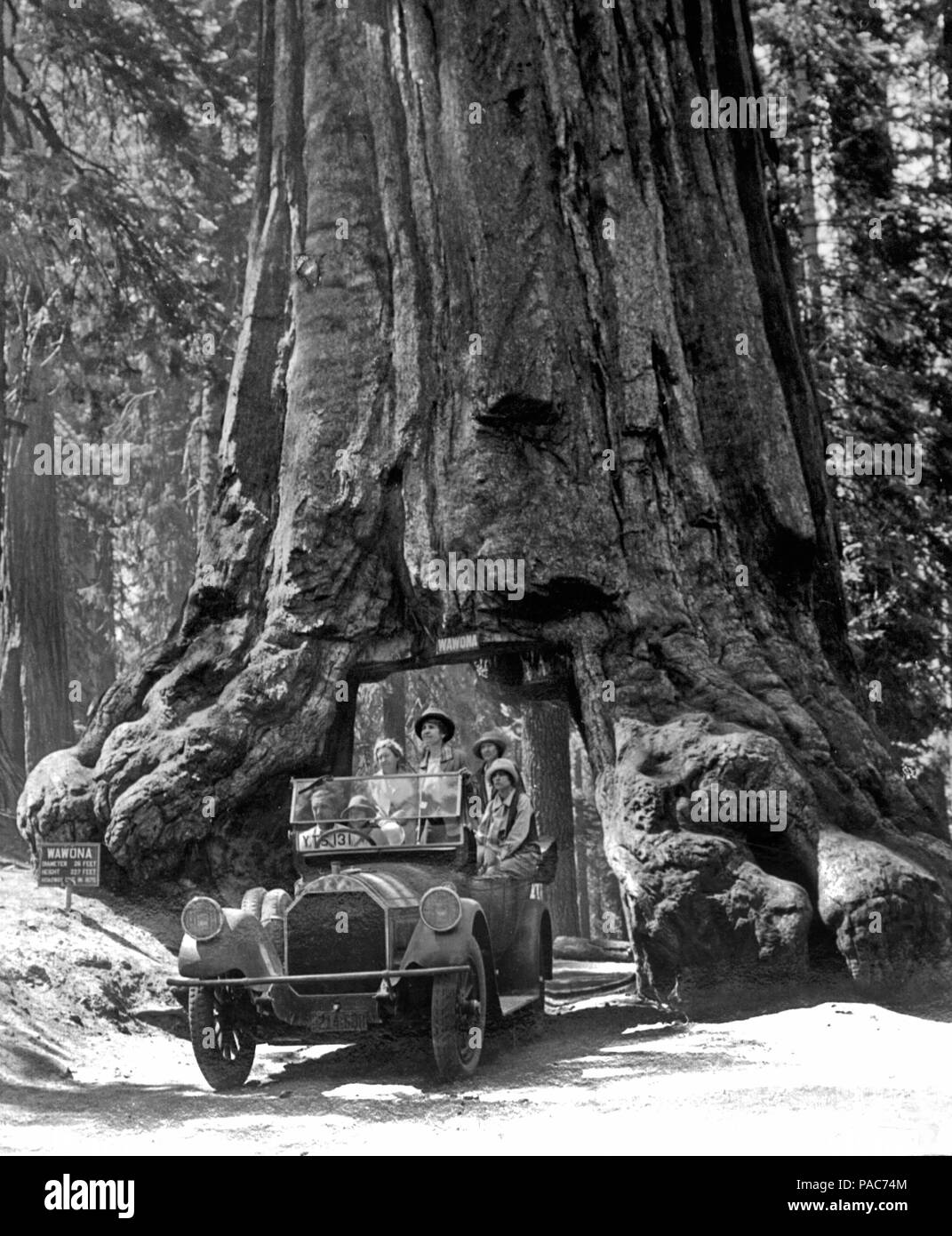 Car drives through a gate in Sequoia (Sequoioideae), Tree Wawona, 1920s ...
