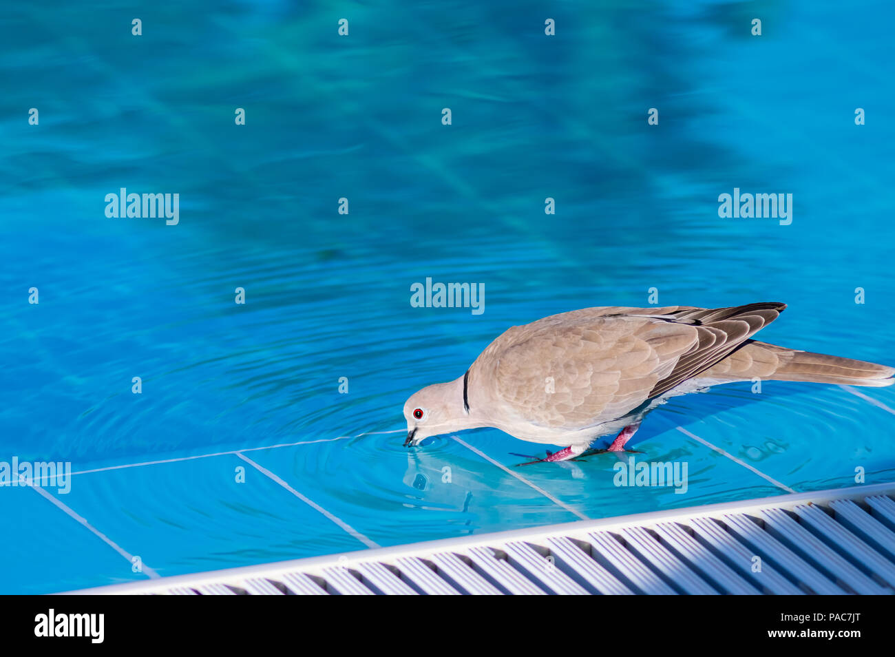 Pigeon swimming pool bird hi-res stock photography and images - Alamy