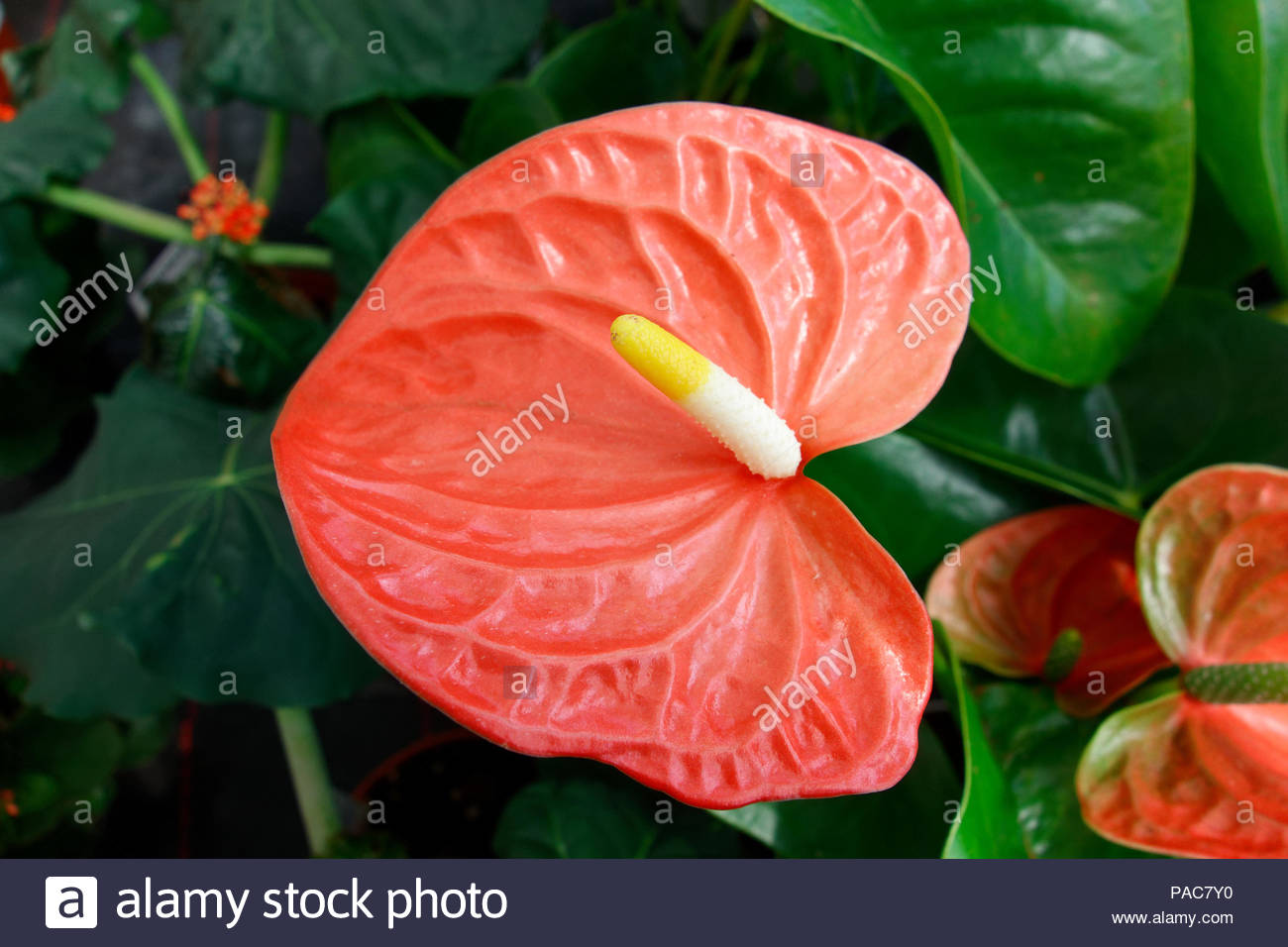 Flamingo Flowers Stock Photos & Flamingo Flowers Stock Images - Alamy