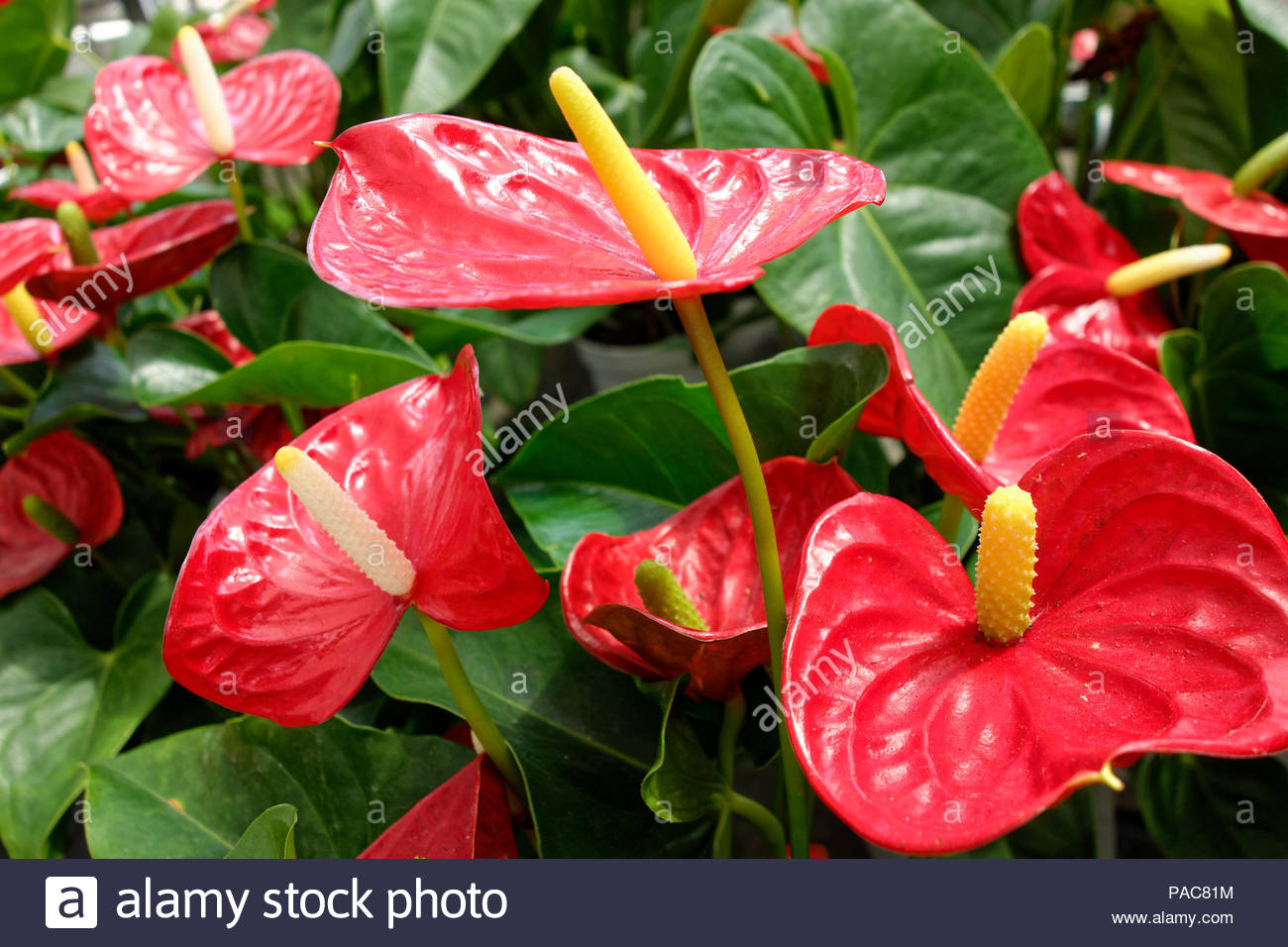 Flamingo Flowers Stock Photos & Flamingo Flowers Stock Images - Alamy