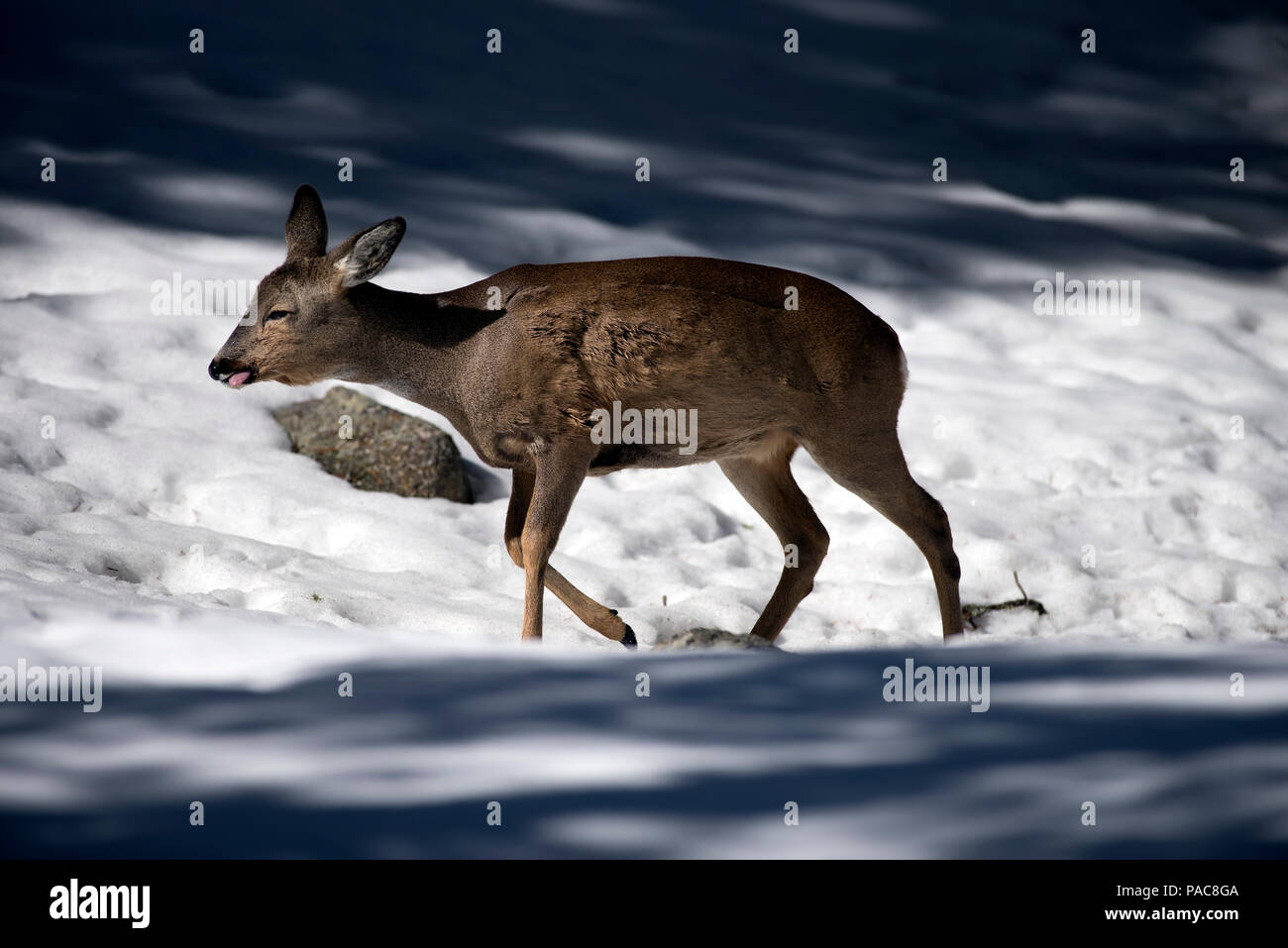 Deer of france hi-res stock photography and images - Alamy