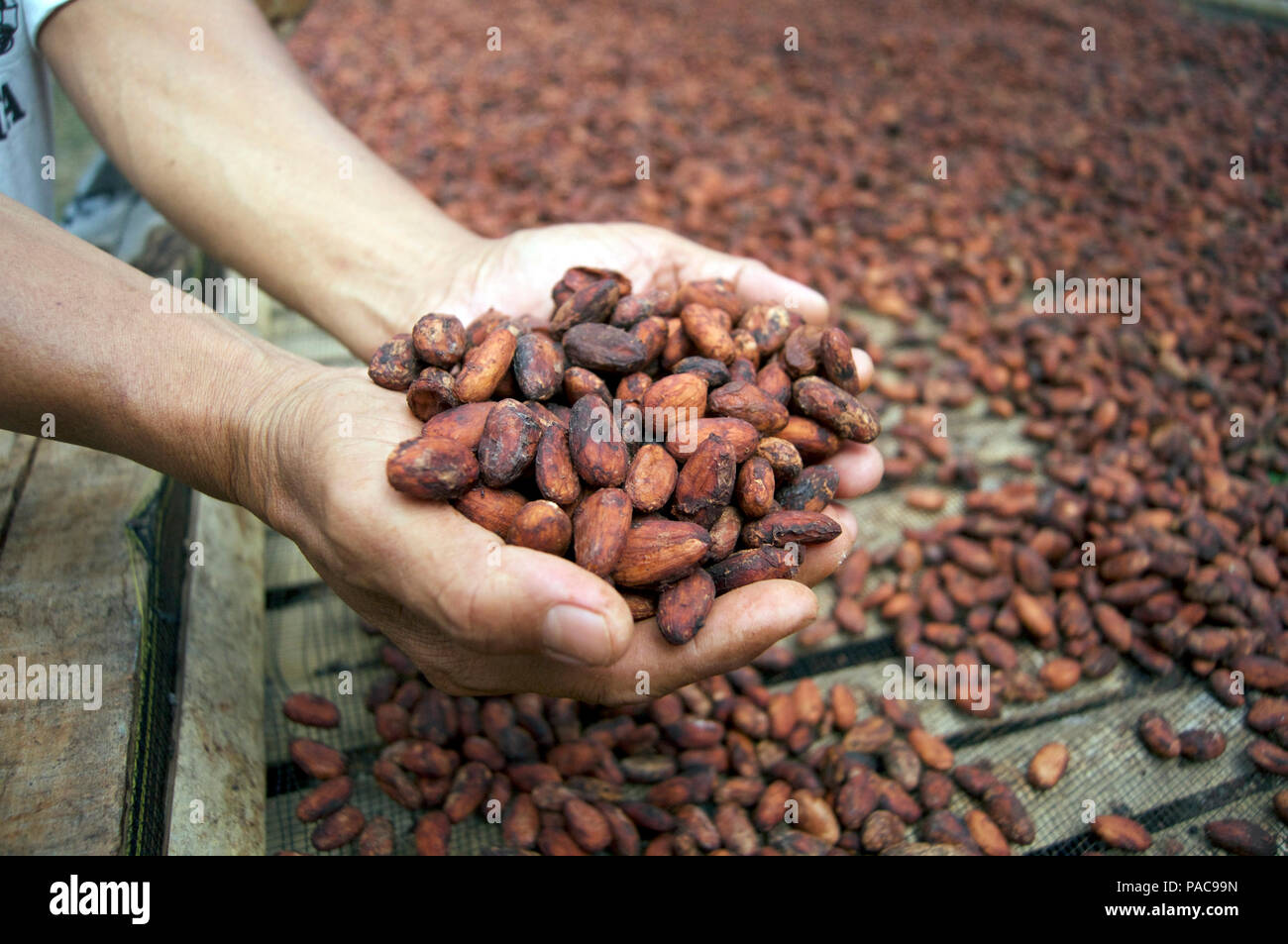 Cacao Beans Fermentation