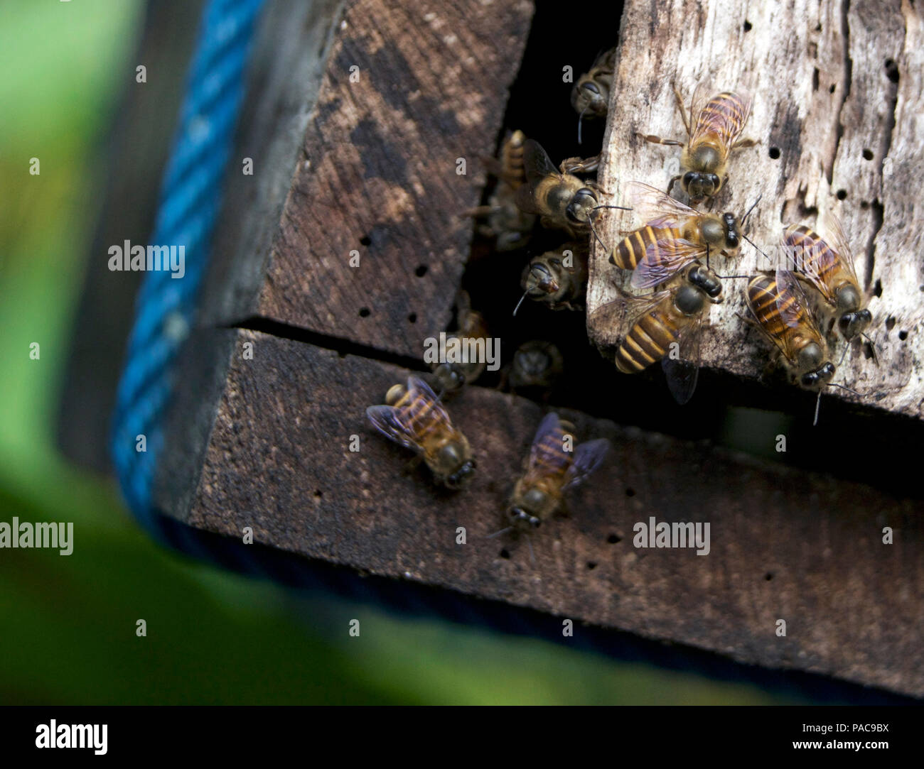cultured bee hives Stock Photo - Alamy