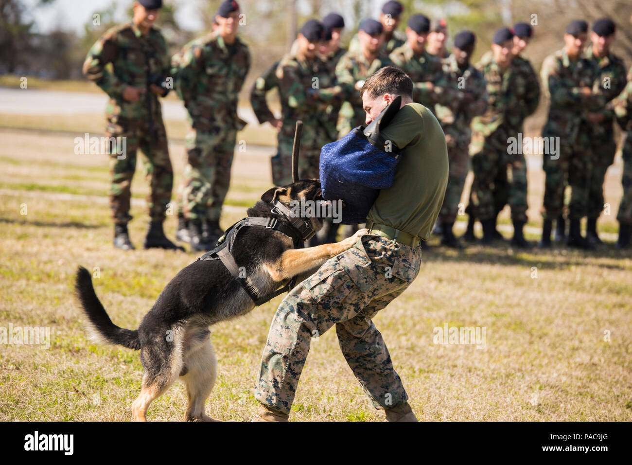 Sgt. Nicholas J. Digregorio, a military working-dog handler with 2nd ...