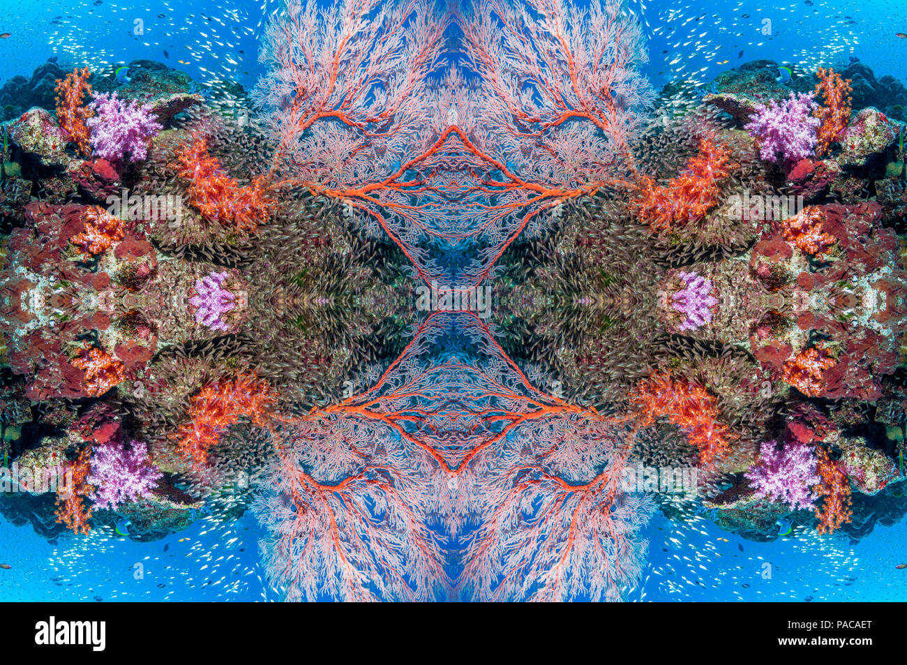 Coral reef art hi-res stock photography and images - Alamy