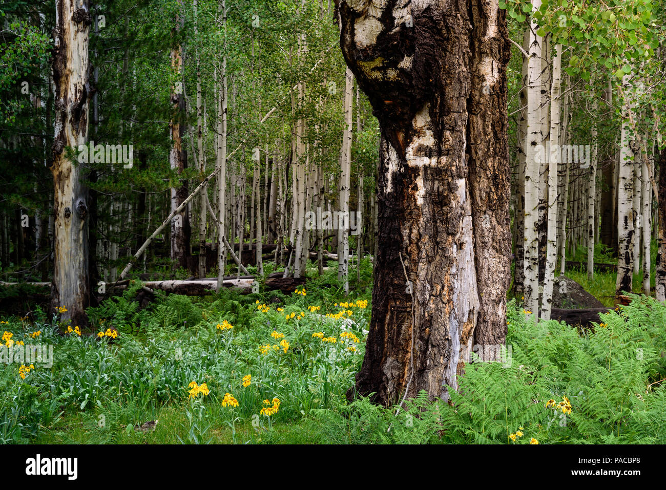 A patch of forest dominated by aspens, ferns, and wildflowers. Serene ...