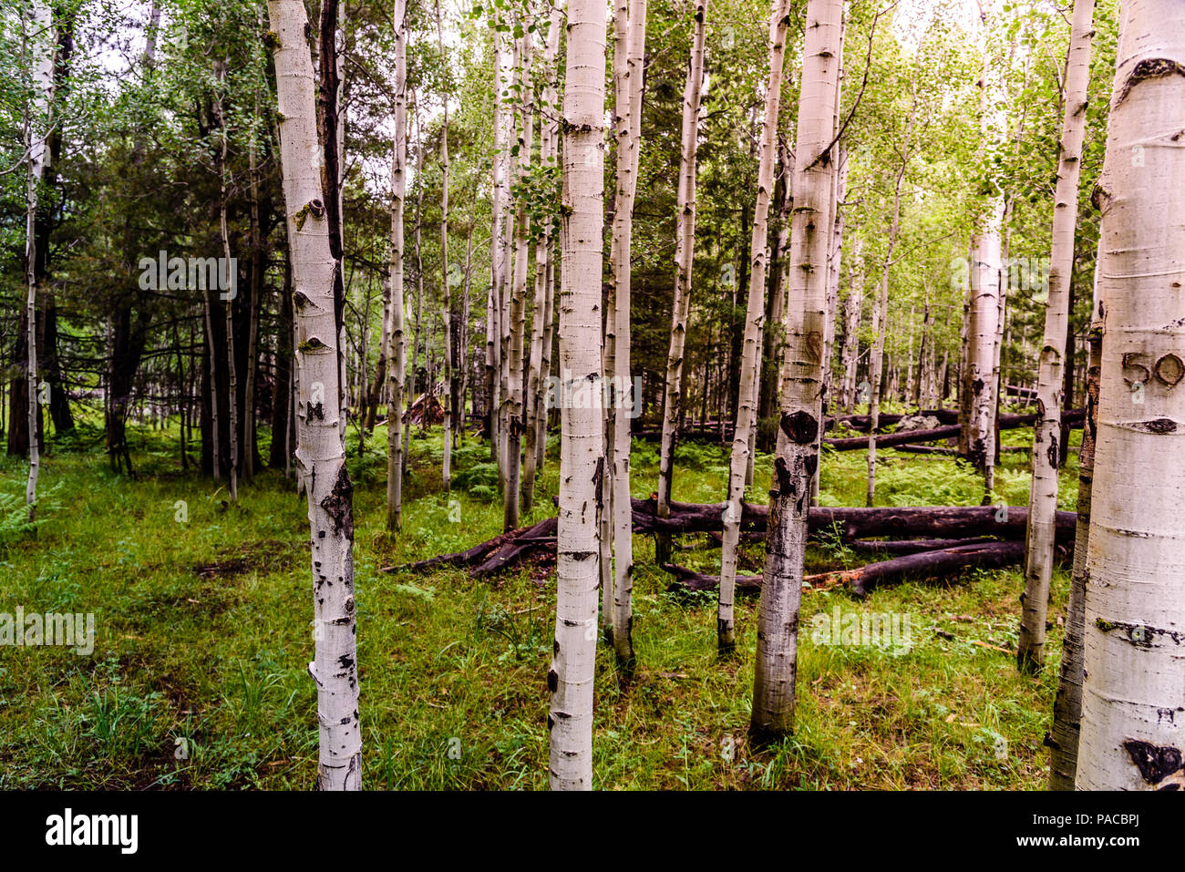 A patch of forest dominated by aspens, ferns, and wildflowers shot ...