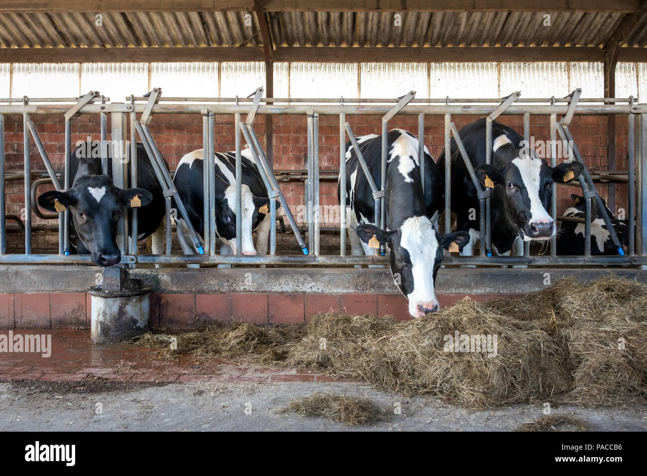 Dairy cows in a farm in Belgium Stock Photo - Alamy