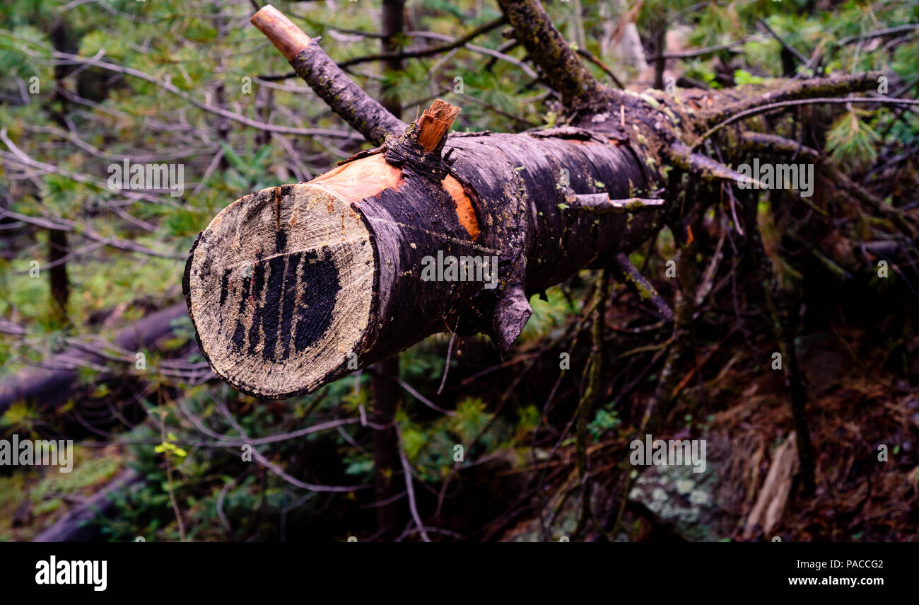 Lush green forest with fallen logs hi-res stock photography and images ...