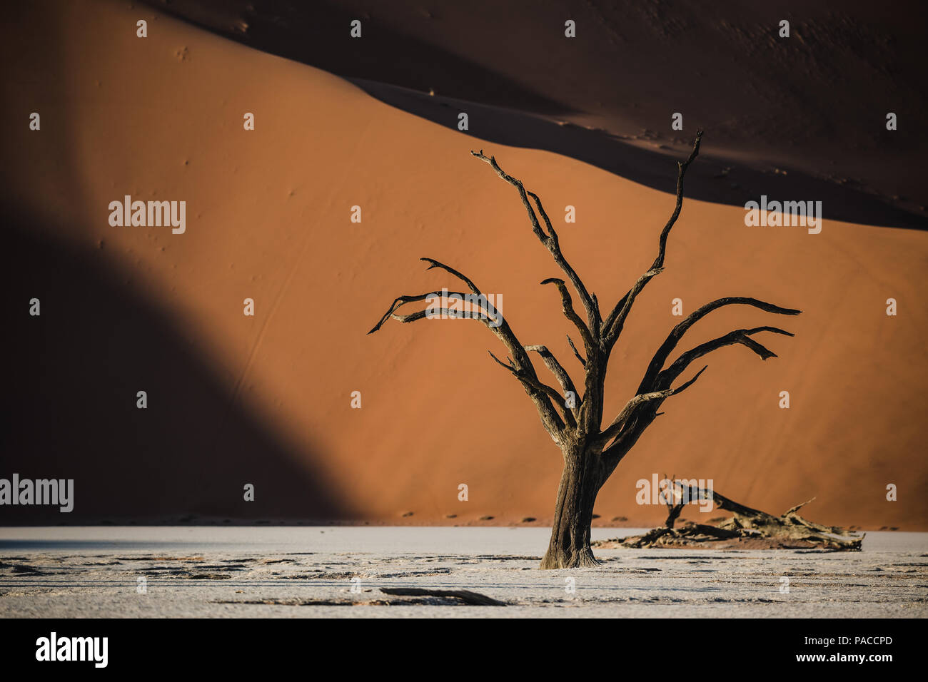 Skeleton tree in deadvlei hi-res stock photography and images - Alamy