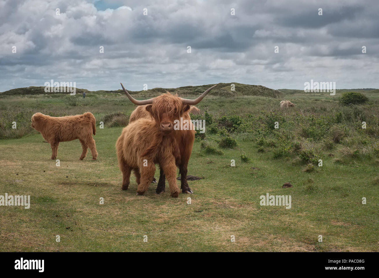 Scottish Highland cow and calf in the Dunes of Texel, the Netherlands ...