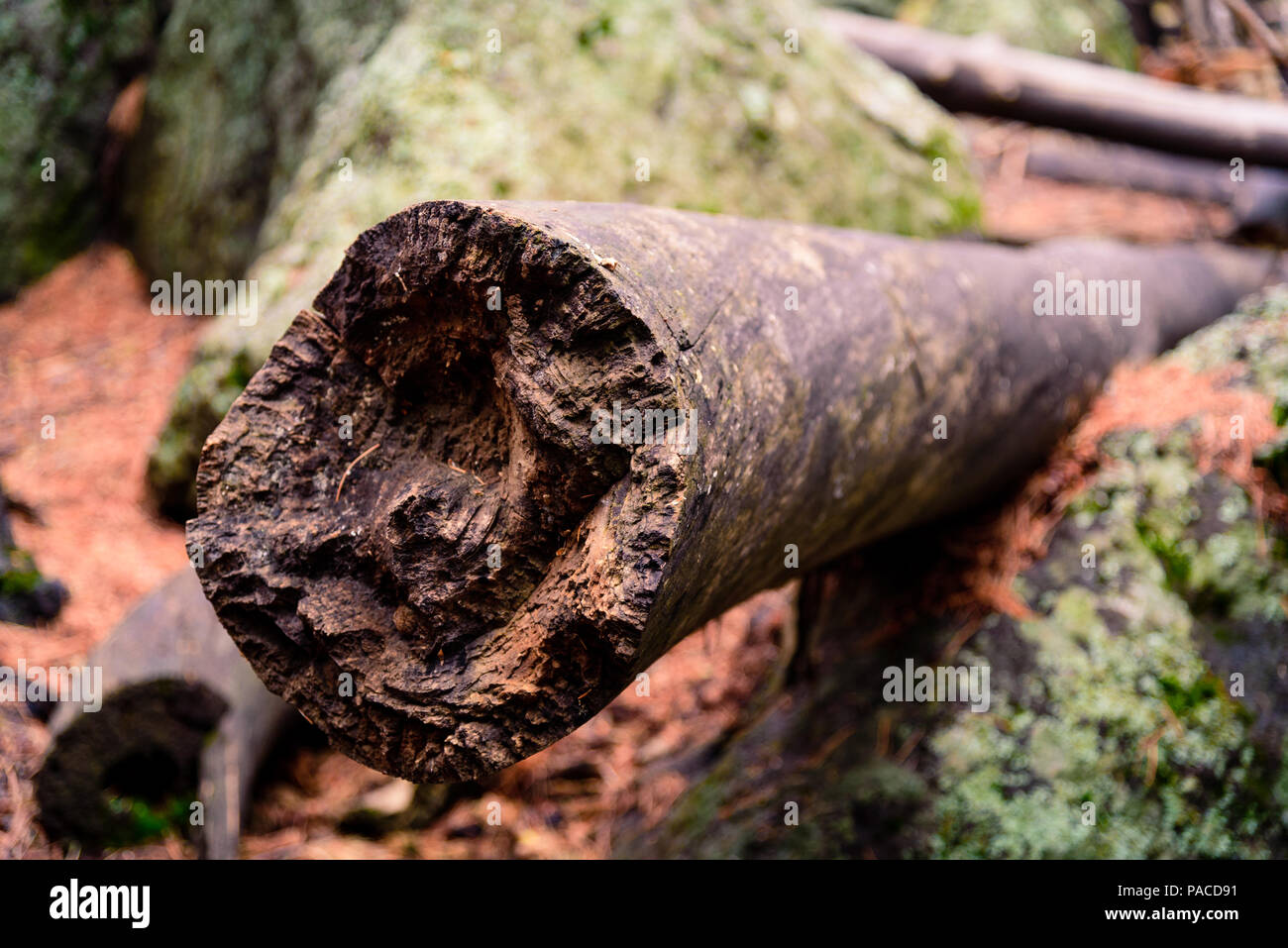 A fallen log of a large pine tree slowly decomposes on the forest floor ...