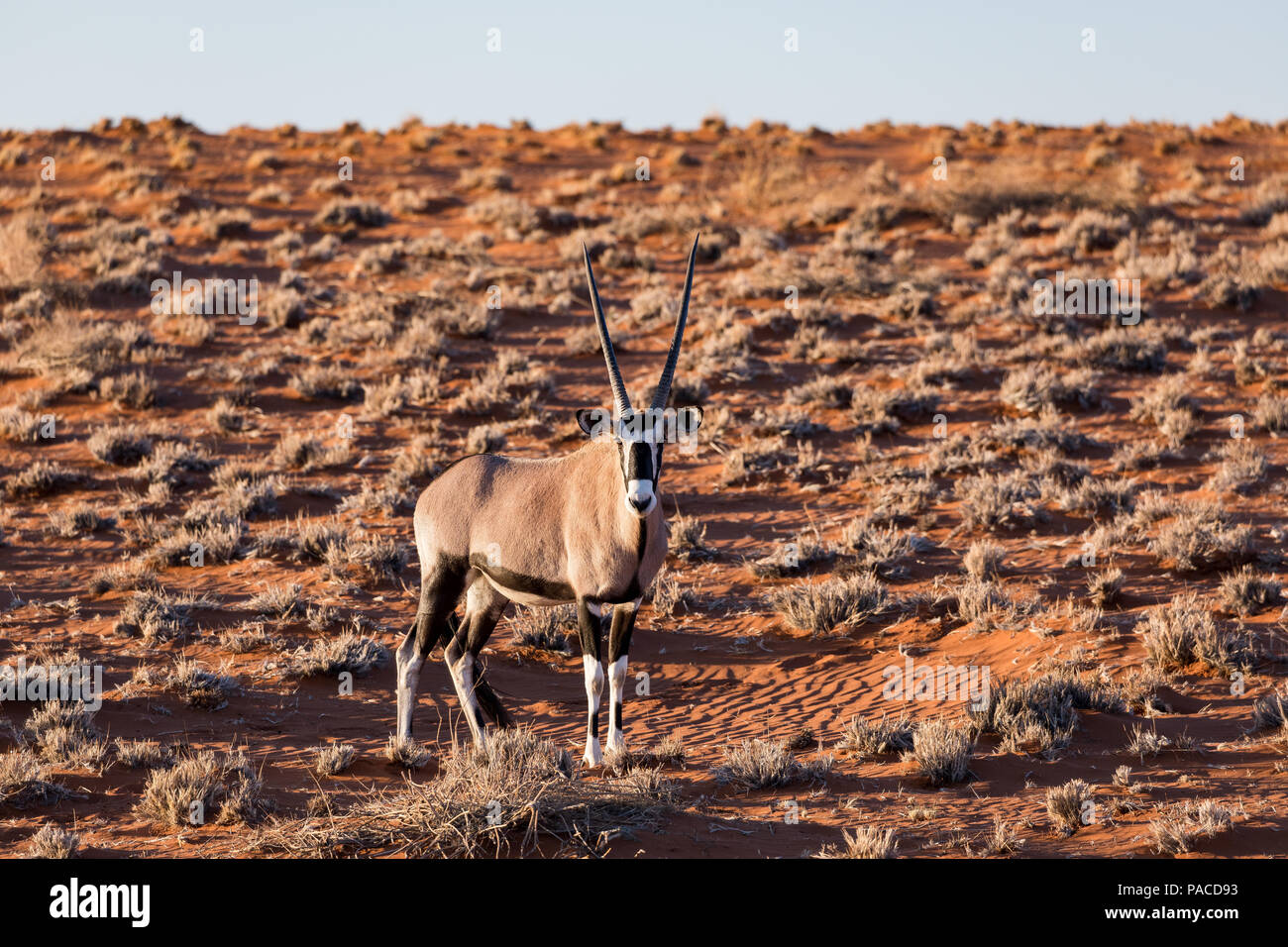 Gemsbok (oryx gazella), namib hi-res stock photography and images - Alamy