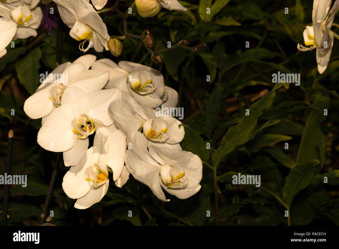 Inflorescence of orchids hi-res stock photography and images - Alamy