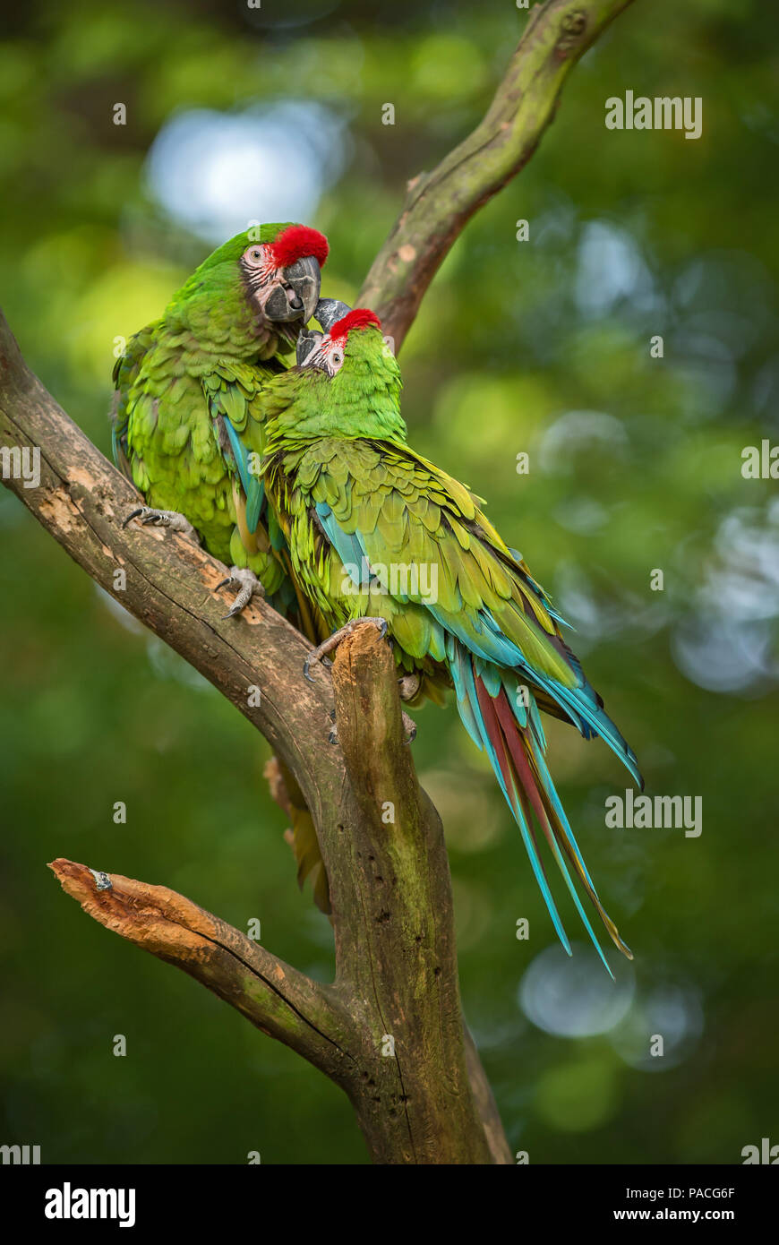 Military Macaw- Ara militaris, large beautiful green parrot from South ...